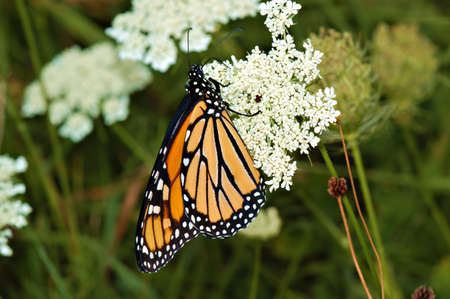 The beautiful Monarch butterfly. Here it is feeding on a Queen Anne's ...
