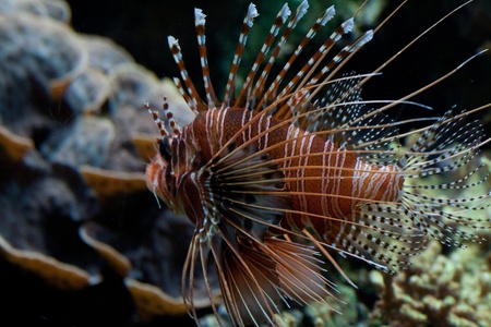 The red lionfish (Pterois volitans) venomous coral reef fish is clad in ...
