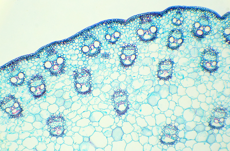 Stalk of a cereal cross-section under the microscope (Corn Stem C.S ...