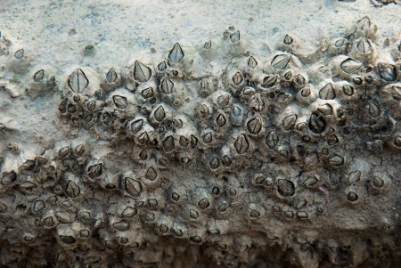 Shells Bridge at Mangrove forest Ranong Thailand - Stock Image - Everypixel