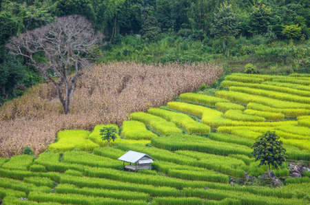 Two tone terrace rice farm in Countryside of thailand - Stock Image ...