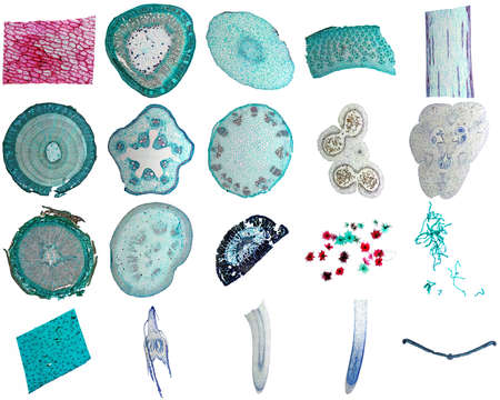 Corn cells Images - Search Images on Everypixel