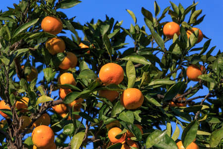Japanese orange; Satsuma on the tree - Stock Image - Everypixel