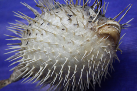 Spike fish Images - Search Images on Everypixel