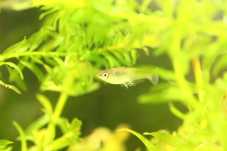 Japanese rice fish Oryzias latipes in Japan - Stock Image - Everypixel