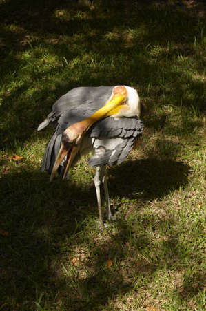 Birds (class Aves) are winged, bipedal, endothermic (warm-blooded), egg ...