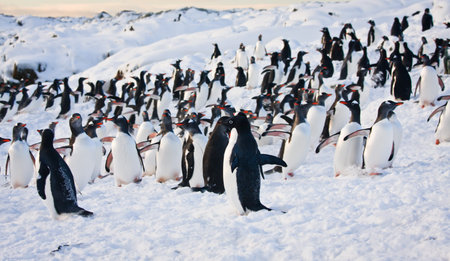 a large group of penguins having fun in the snowy hills of the ...