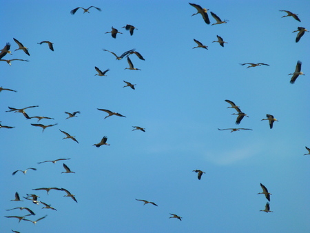 stork migration - Stock Image - Everypixel