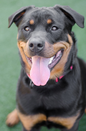 Smiling Rottie dog - Stock Image - Everypixel
