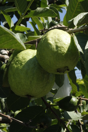 Agricultural land guava,Guava in the field - Stock Image - Everypixel