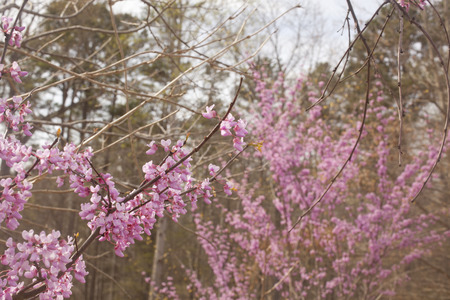 Red bud trees blooming in spring - Stock Image - Everypixel