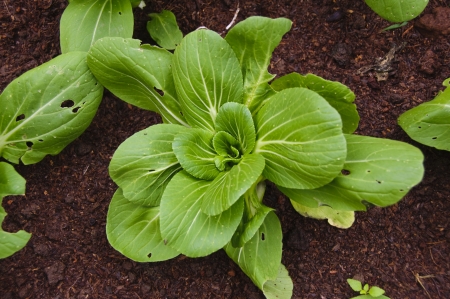 Edible plant stem Images - Search Images on Everypixel