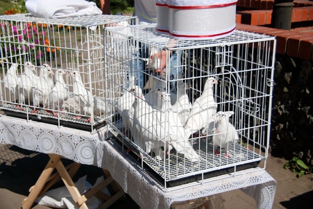 White doves in the coop. Selling birds in rookery - Stock Image ...