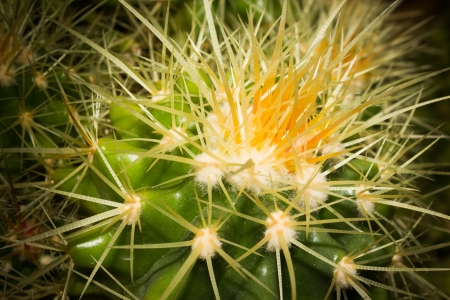 This picture was taken in xiamen botanical garden ,China Cactus ...