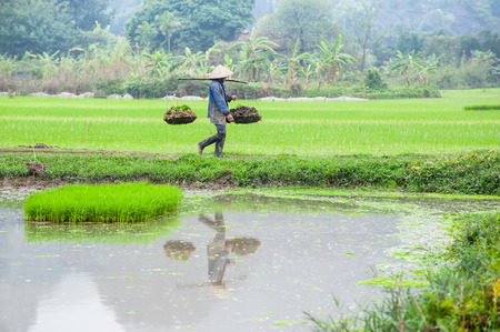 Vietnamese farmer works at rice field at foggy morning. Ninh Binh ...