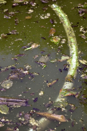 A closeup of the surface of a diregarded swimming pool contaminated ...