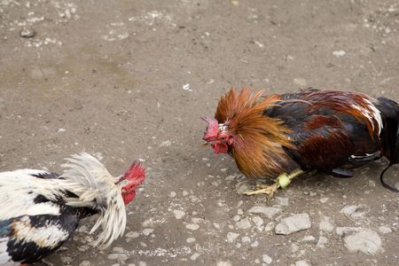 rooster fight - Stock Image - Everypixel