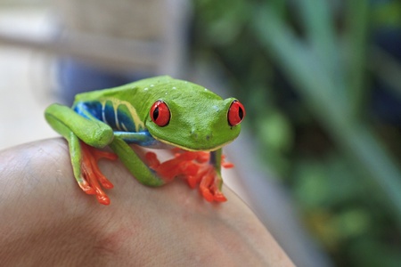 A tiny, brightly colored red eyed tree frog perched on someone's wrist ...