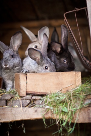 Young rabbits popping out of a hutch (European Rabbit - Oryctolagus ...