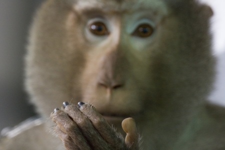Finger monkey Images - Search Images on Everypixel