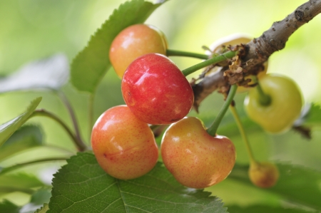 Big cherry tree Images - Search Images on Everypixel