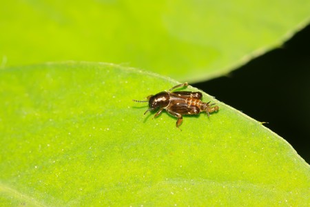 a kind of orthoptera insects on the ground, can used as teaching ...