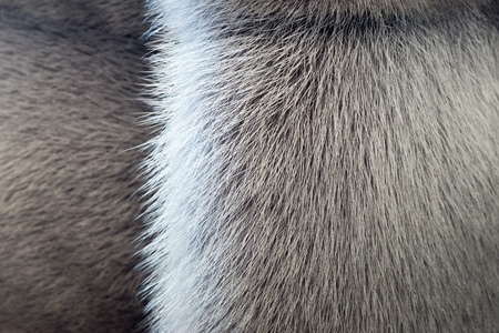 fluffy texture of fur of wild animals with a strip for abstract ...