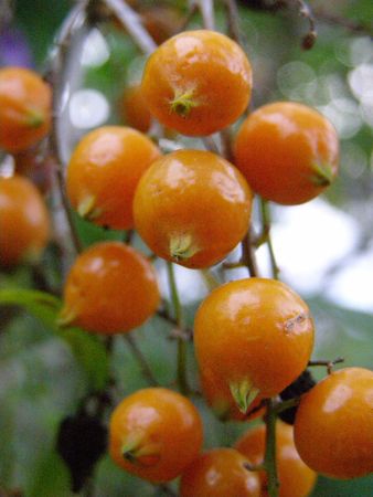 Orange Fruit, Costa Rica - Stock Image - Everypixel