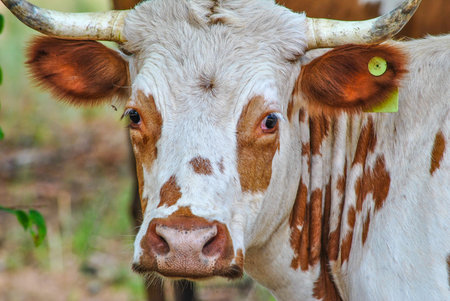Brown and white heritage Pineywoods cattle looking forward - Stock ...
