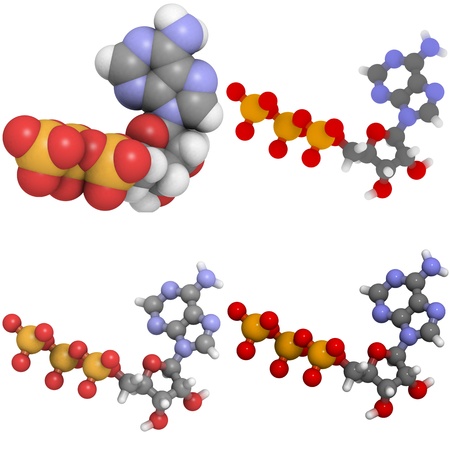 A molecule of adenosine triphosphate (ATP), the main energy transport ...