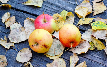 Fruits and berry are an useful food in ration of the person - Stock ...