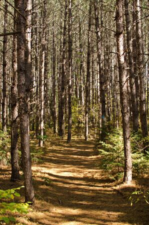 Jones Spring Area trail through sprouce forest in Chequamegon-Nicolet ...