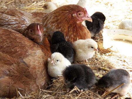 natural chicken family - Stock Image - Everypixel