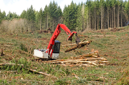 A track hoe log loader is used to move cut conifer fir tree logs on a ...