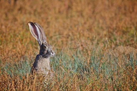 Jack rabbit Images - Search Images on Everypixel