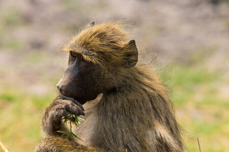 Monkey thinking Images - Search Images on Everypixel