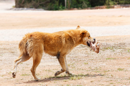 Close up dirty stray dog running with bone in the mouth - Stock Image ...