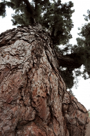 Very high pine to infinity, in Tenerife, Spain - Stock Image - Everypixel
