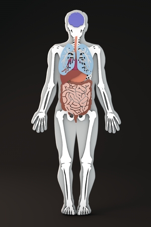 The human body, internal organs section - Stock Image - Everypixel