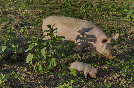 Biological sow and her piglets eat the fresh grass in a meadow. - Stock ...