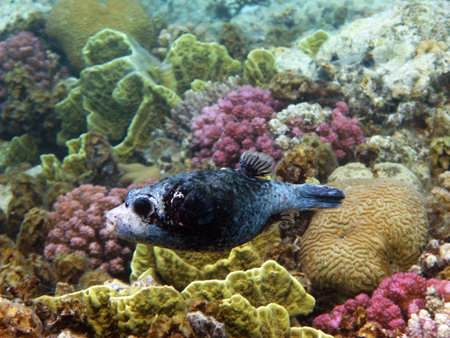 Masked puffer fish and coral reef in Red sea - Stock Image - Everypixel