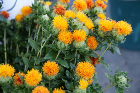 Safflower, Carthamus tinctorius, Asteraceae, Annual thistle-like herb ...