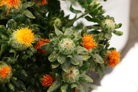 Safflower, Carthamus tinctorius, Asteraceae, Annual thistle-like herb ...