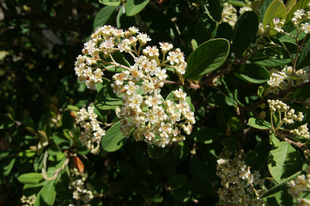 Parneys Cotoneaster, Cotoneaster lacteus, Medium sized shrub with ...